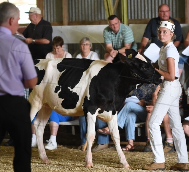 4-H Dairy show at Fair – The Aylmer Express